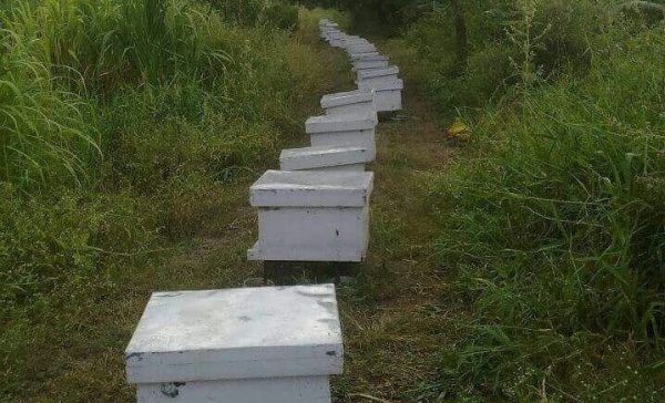 Bee Conservation - Bee Basket