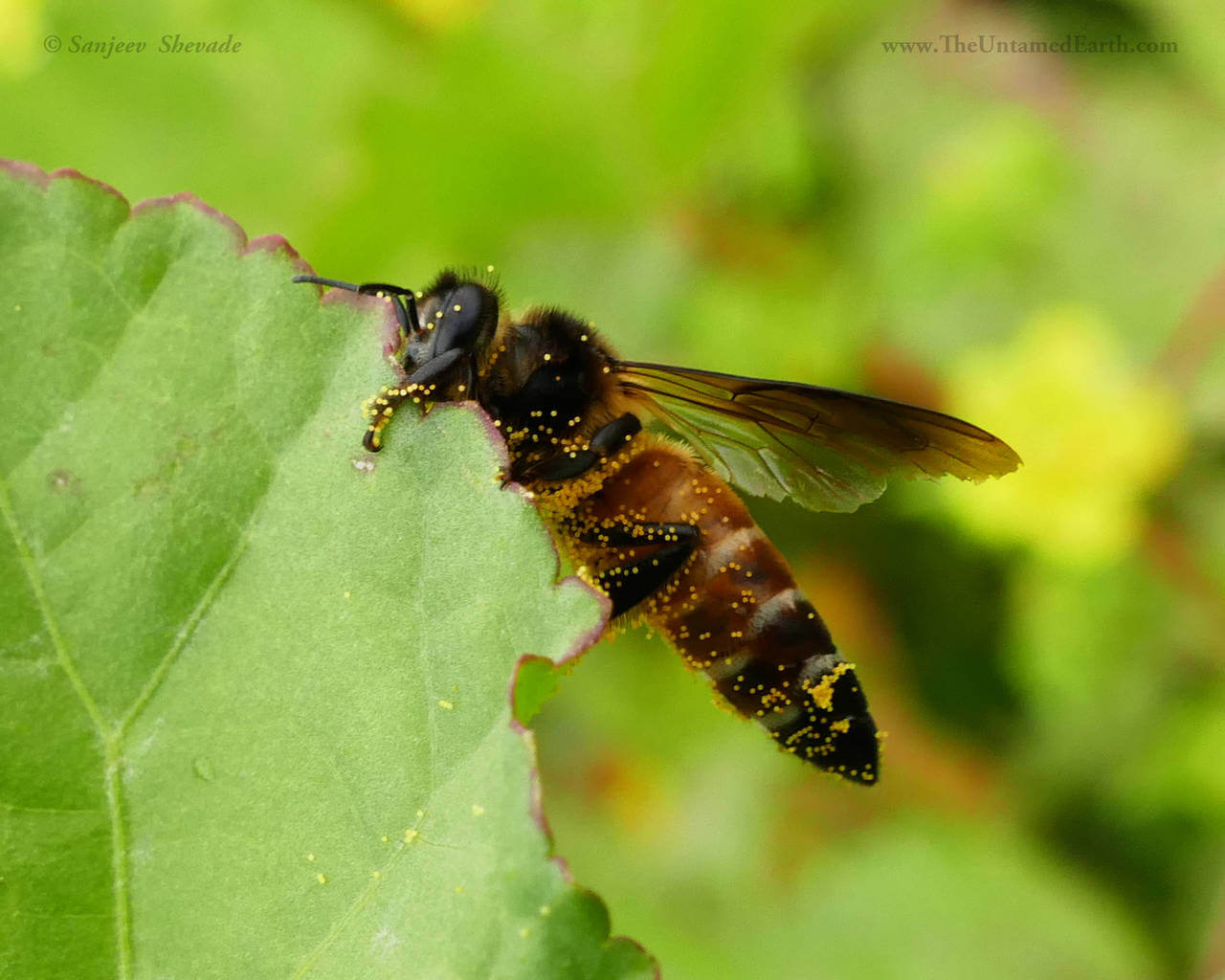 The ‘Pollen’ Bee - Bee Basket